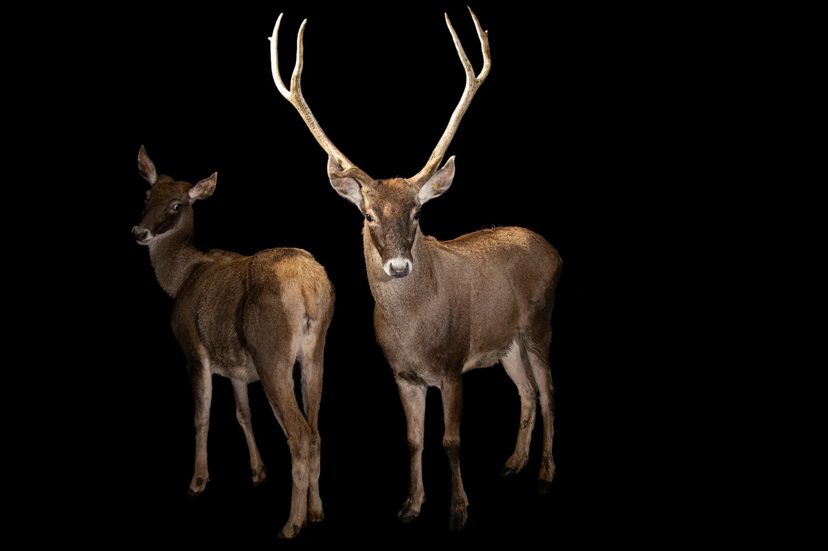 Category:Cervids | GavenLovesAnimals' Animal Kindom Wiki | Fandom