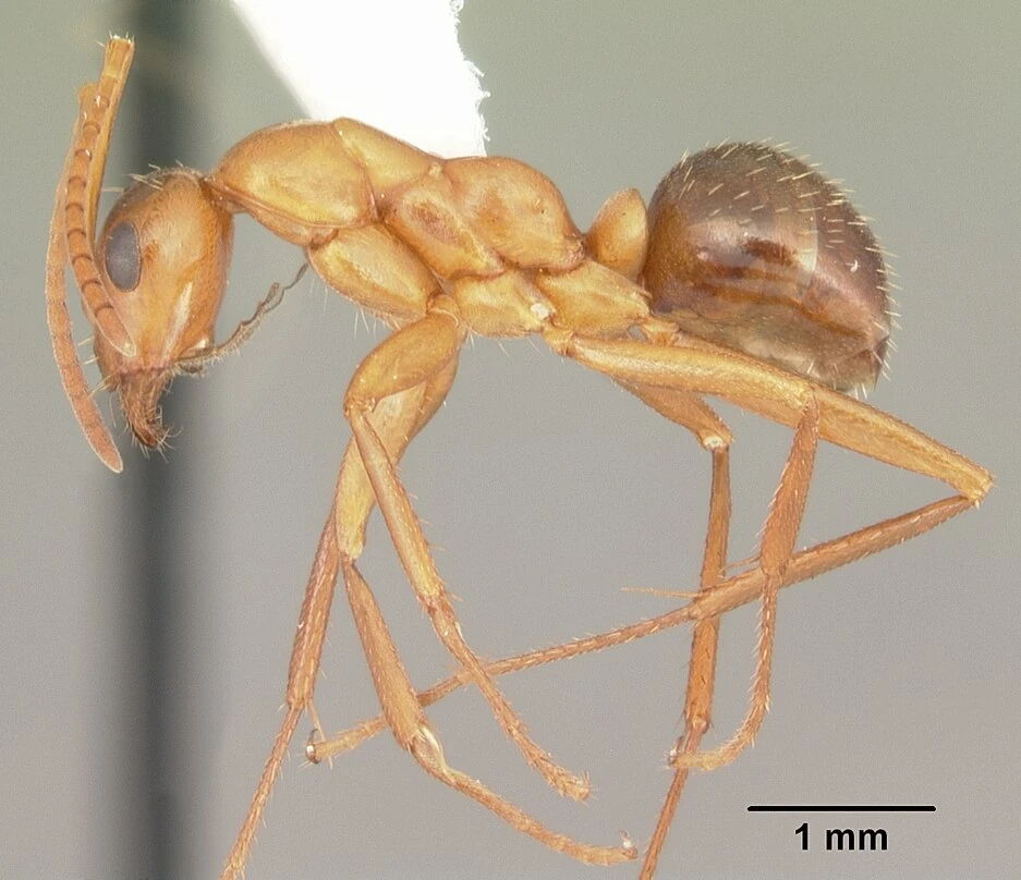 Field Ant | GavenLovesAnimals' Animal Kindom Wiki | Fandom