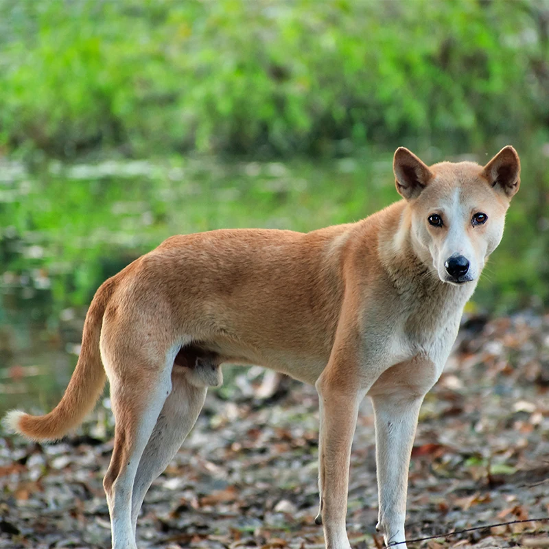 Indian Pariah Dog | GavenLovesAnimals' Animal Kindom Wiki | Fandom