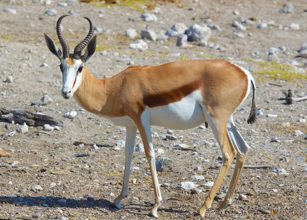 Springbok | GavenLovesAnimals' Animal Kindom Wiki | Fandom