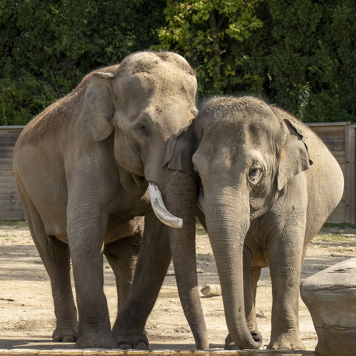 Category:IX Indoor Amusement Park Animals | GavenLovesAnimals' Animal Kindom Wiki | Fandom