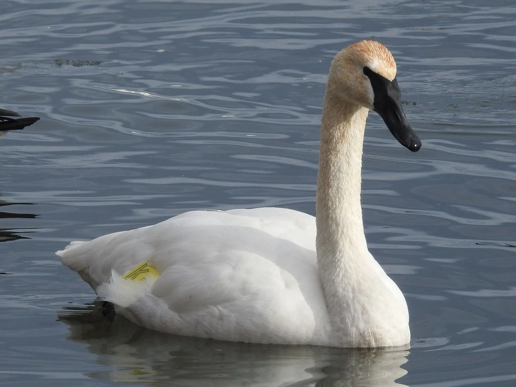 Trumpeter Swan | GavenLovesAnimals' Animal Kindom Wiki | Fandom