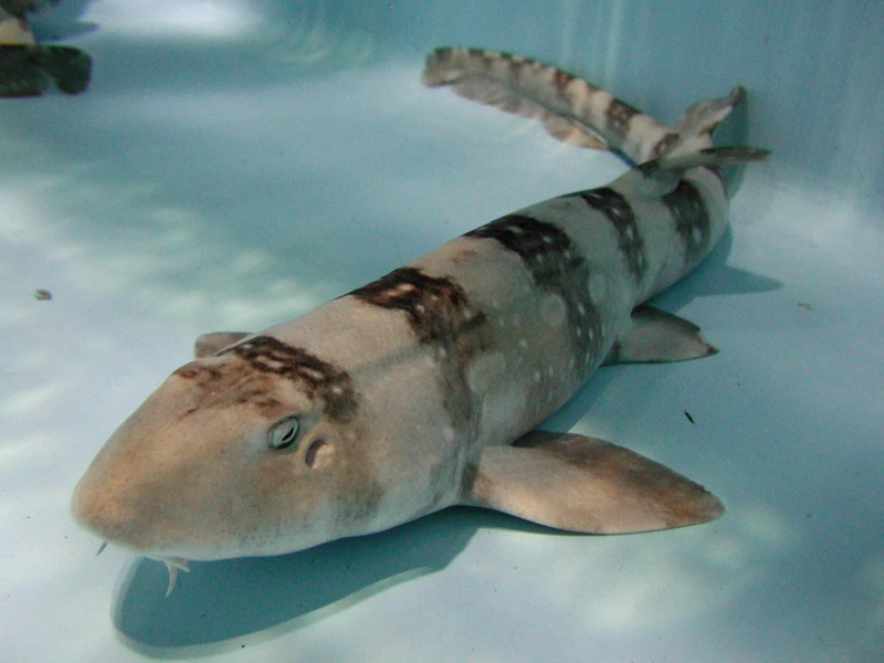 White-Spotted Bamboo Shark | GavenLovesAnimals' Animal Kindom Wiki | Fandom