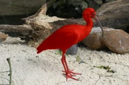 Scarlet Ibis/Gallery | GavenLovesAnimals' Animal Kindom Wiki | Fandom