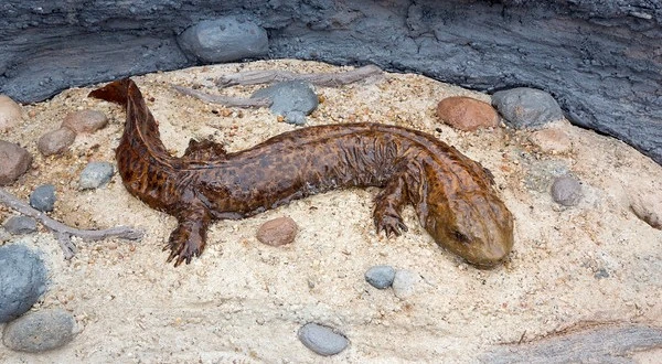 Hellbender | GavenLovesAnimals' Animal Kindom Wiki | Fandom