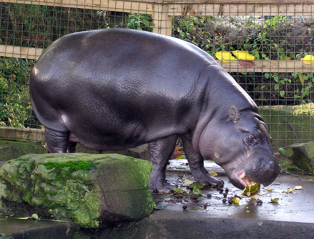 Madagascan Dwarf Hippopotamus | GavenLovesAnimals' Animal Kindom Wiki ...