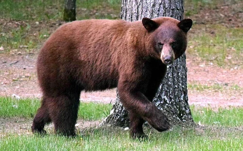 Cinnamon Bear | GavenLovesAnimals' Animal Kindom Wiki | Fandom