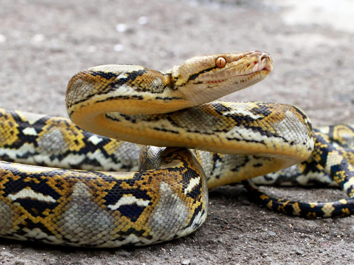 Reticulated Python | GavenLovesAnimals' Animal Kindom Wiki | Fandom