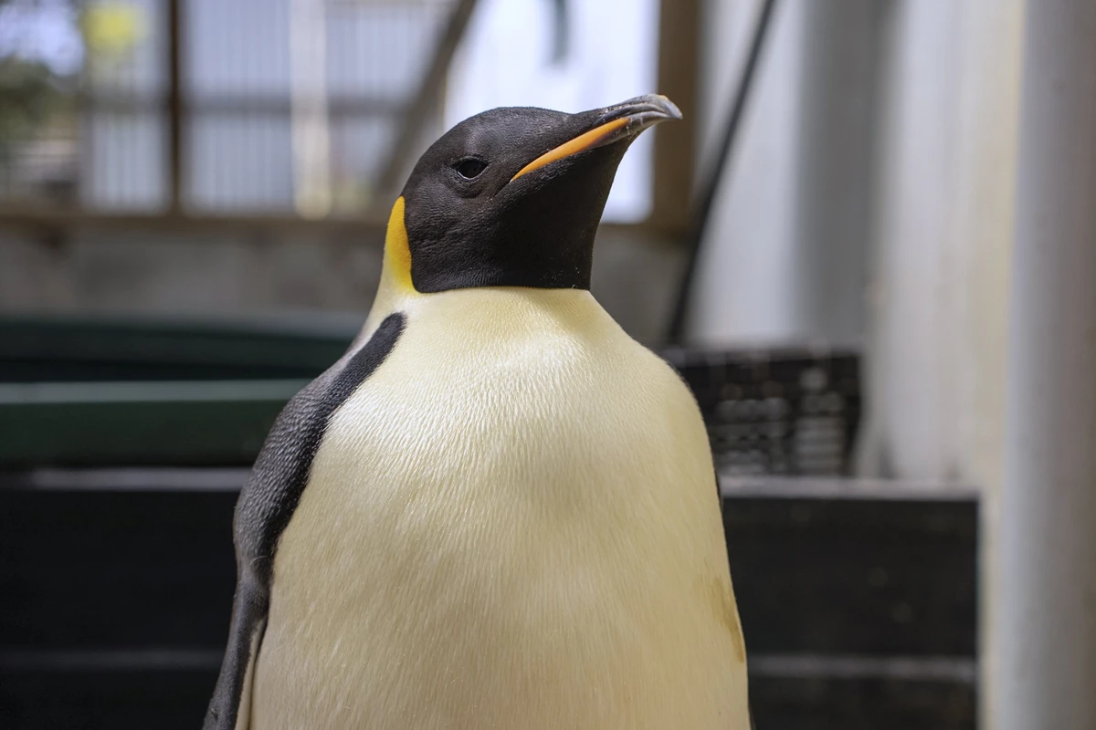 Emperor Penguin/Gallery | GavenLovesAnimals' Animal Kindom Wiki | Fandom