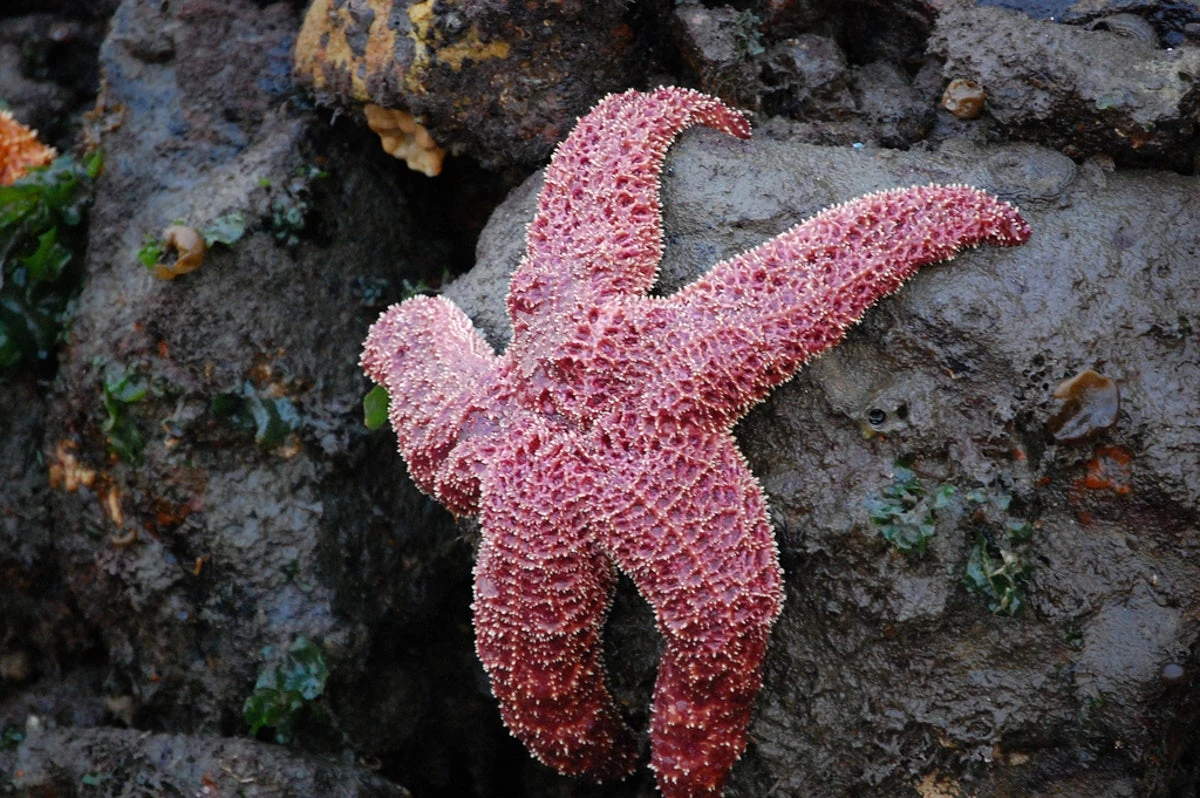 Pink Starfish | GavenLovesAnimals' Animal Kindom Wiki | Fandom