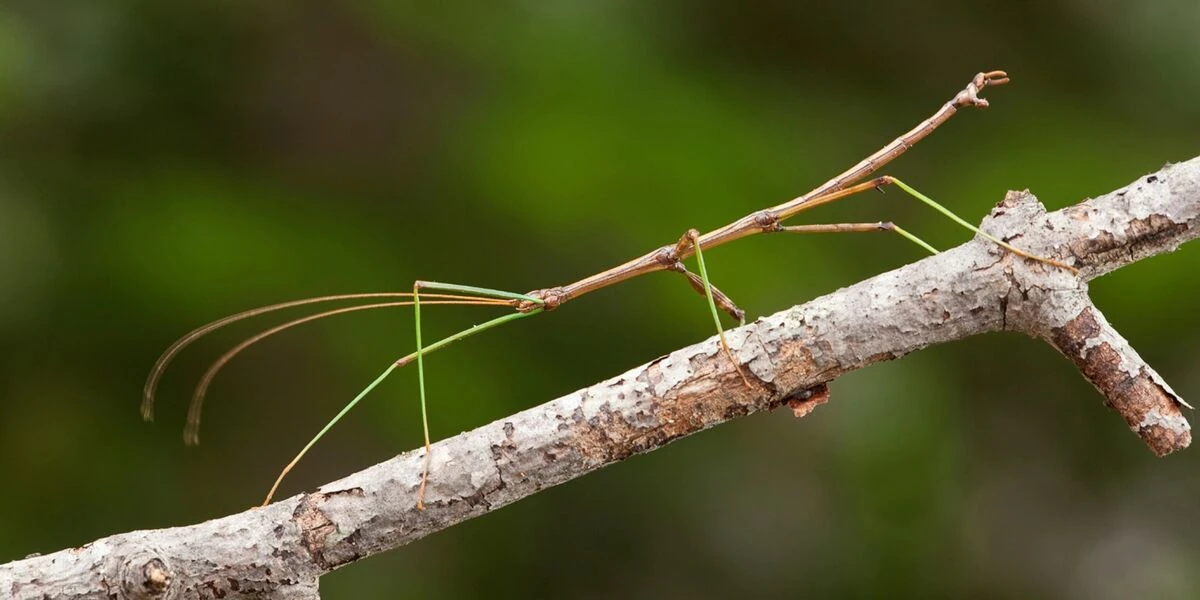 Stick Insect | GavenLovesAnimals' Animal Kindom Wiki | Fandom