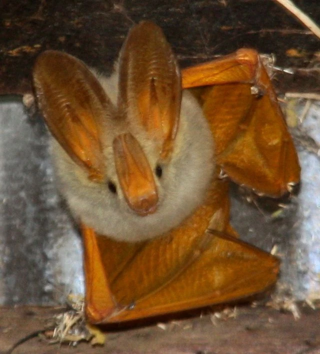 Yellow-Winged Bat | GavenLovesAnimals' Animal Kindom Wiki | Fandom