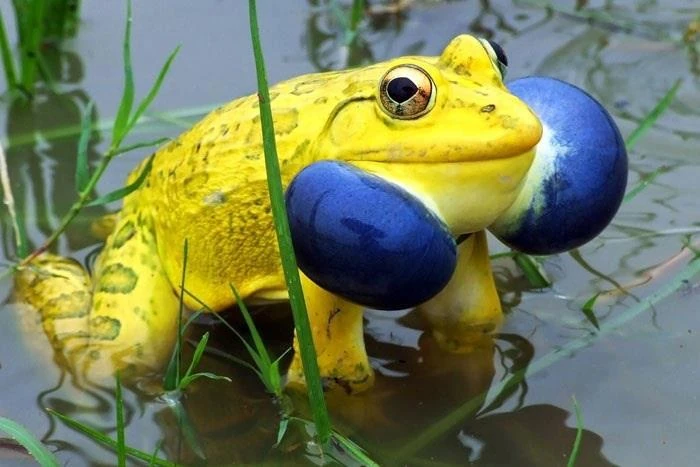 Indian Bullfrog | GavenLovesAnimals' Animal Kindom Wiki | Fandom