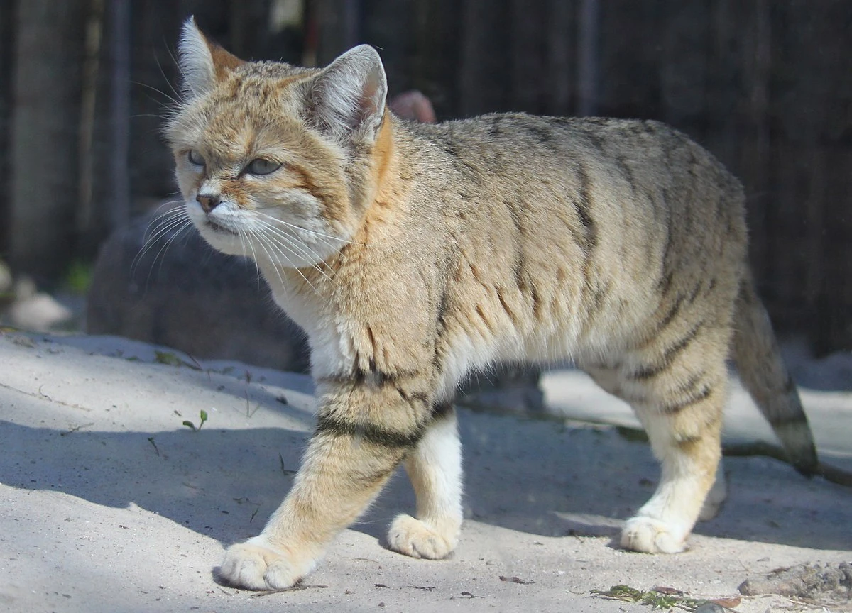 Sand Cat | GavenLovesAnimals' Animal Kindom Wiki | Fandom