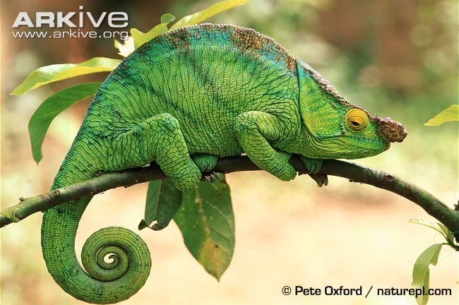 Parson's Chamelon | GavenLovesAnimals' Animal Kindom Wiki | Fandom