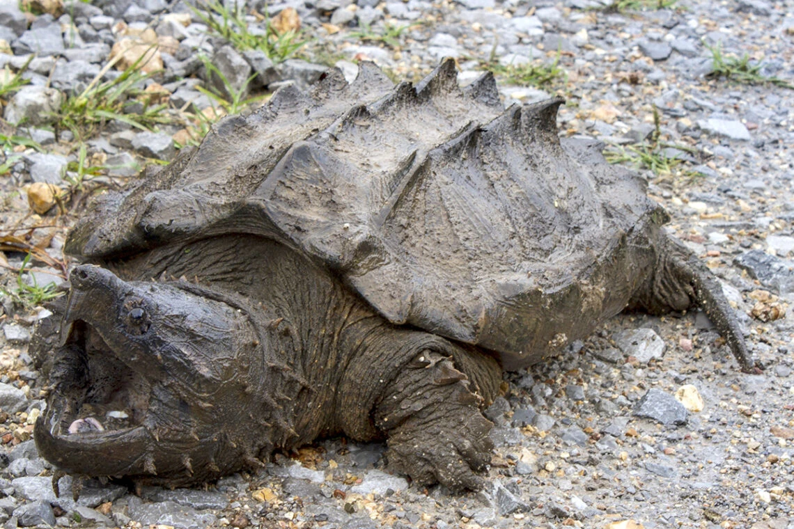 Alligator Snapping Turtle | GavenLovesAnimals' Animal Kindom Wiki | Fandom
