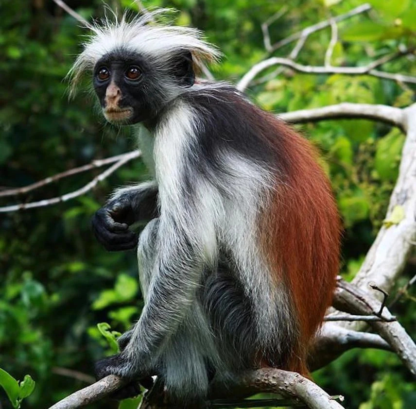 Zanzibar Red Colobus | GavenLovesAnimals' Animal Kindom Wiki | Fandom