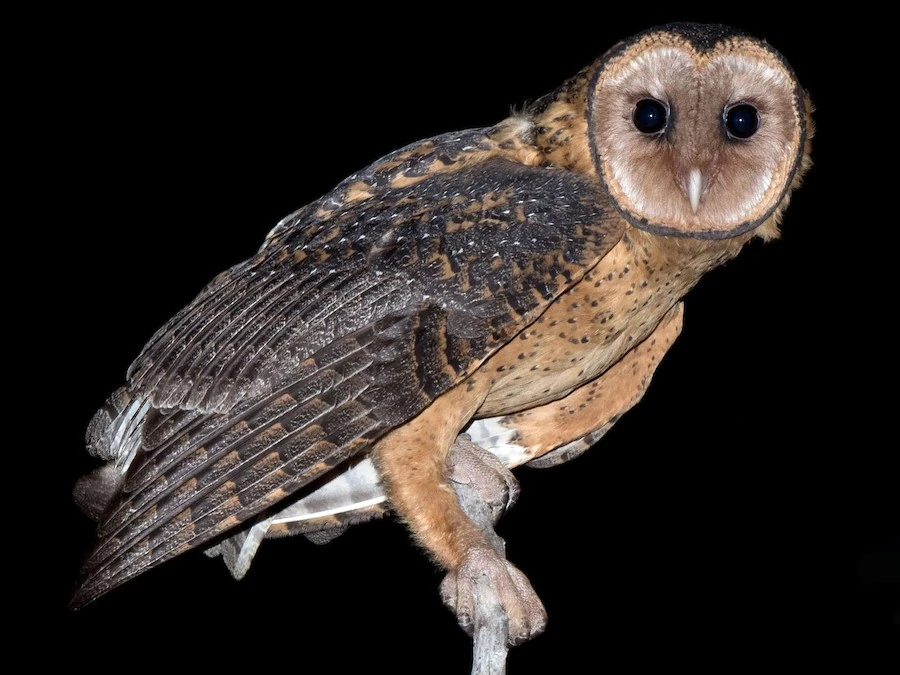 Australian Masked Owl | GavenLovesAnimals' Animal Kindom Wiki | Fandom