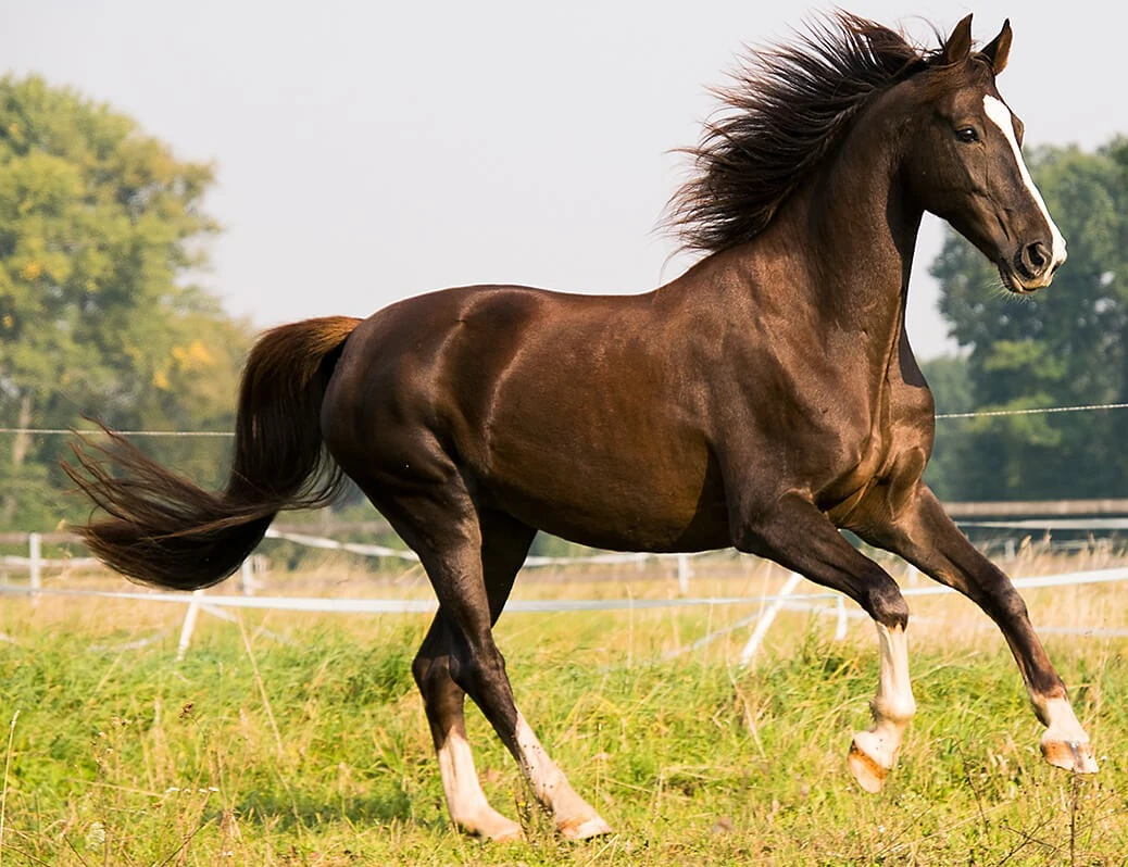 Domestic Horse | GavenLovesAnimals' Animal Kindom Wiki | Fandom