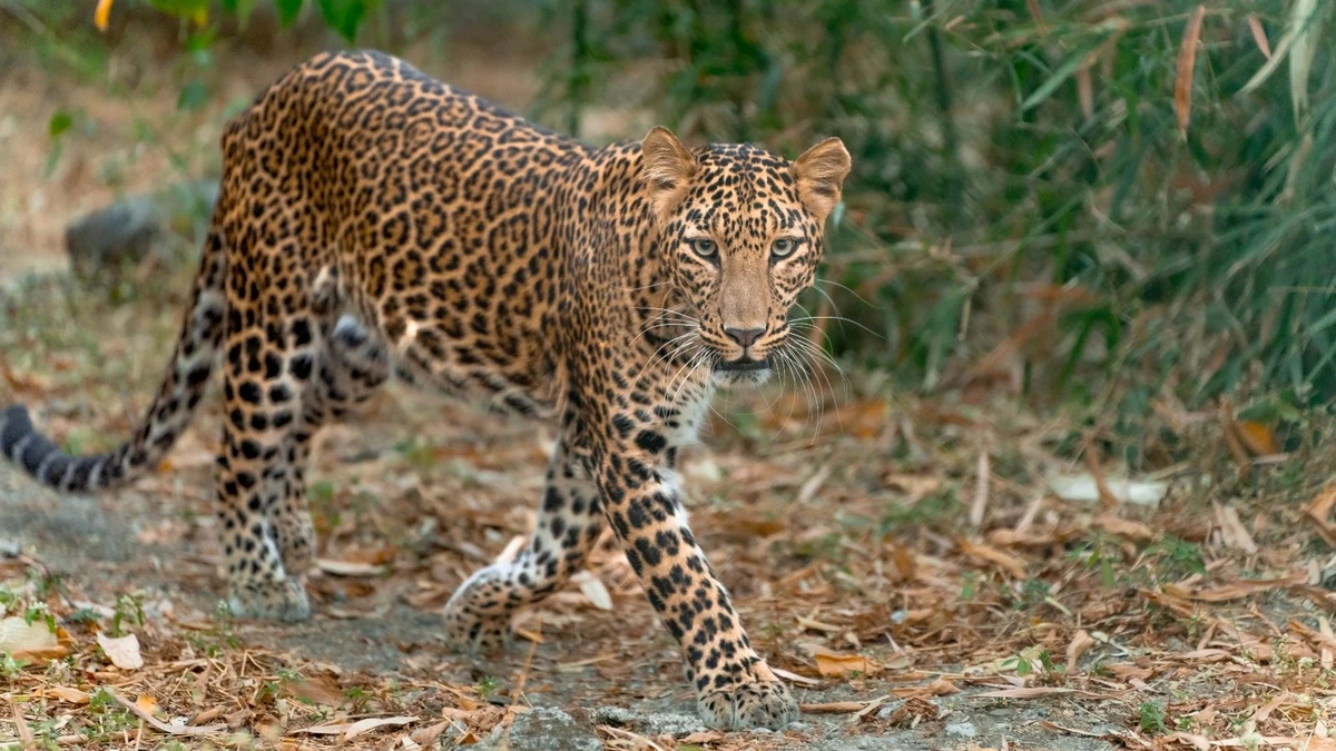 Indian Leopard | GavenLovesAnimals' Animal Kindom Wiki | Fandom
