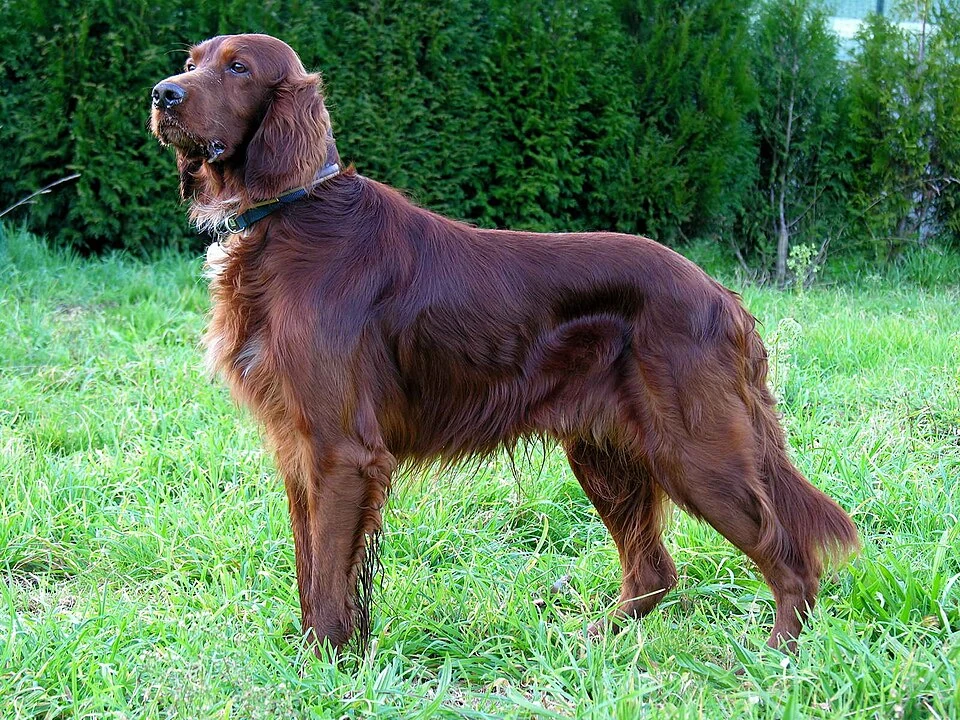 Irish Setter | GavenLovesAnimals' Animal Kindom Wiki | Fandom
