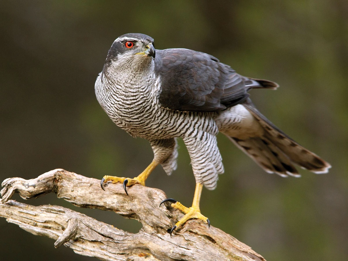 Northern Goshawk | GavenLovesAnimals' Animal Kindom Wiki | Fandom