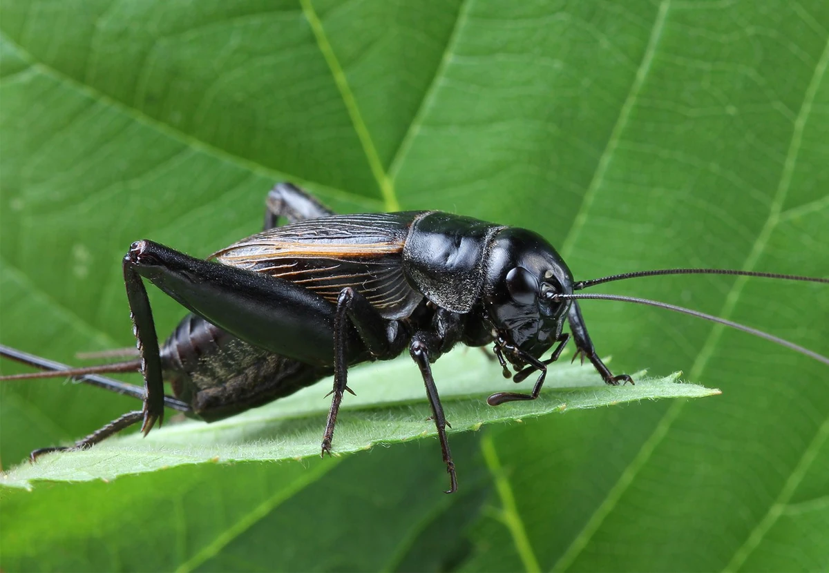 European Field Cricket | GavenLovesAnimals' Animal Kindom Wiki | Fandom