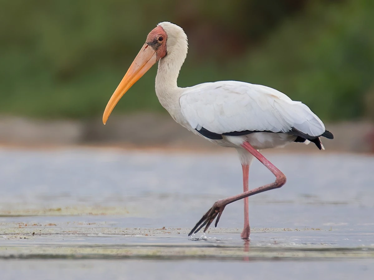 Milky Stork | GavenLovesAnimals' Animal Kindom Wiki | Fandom