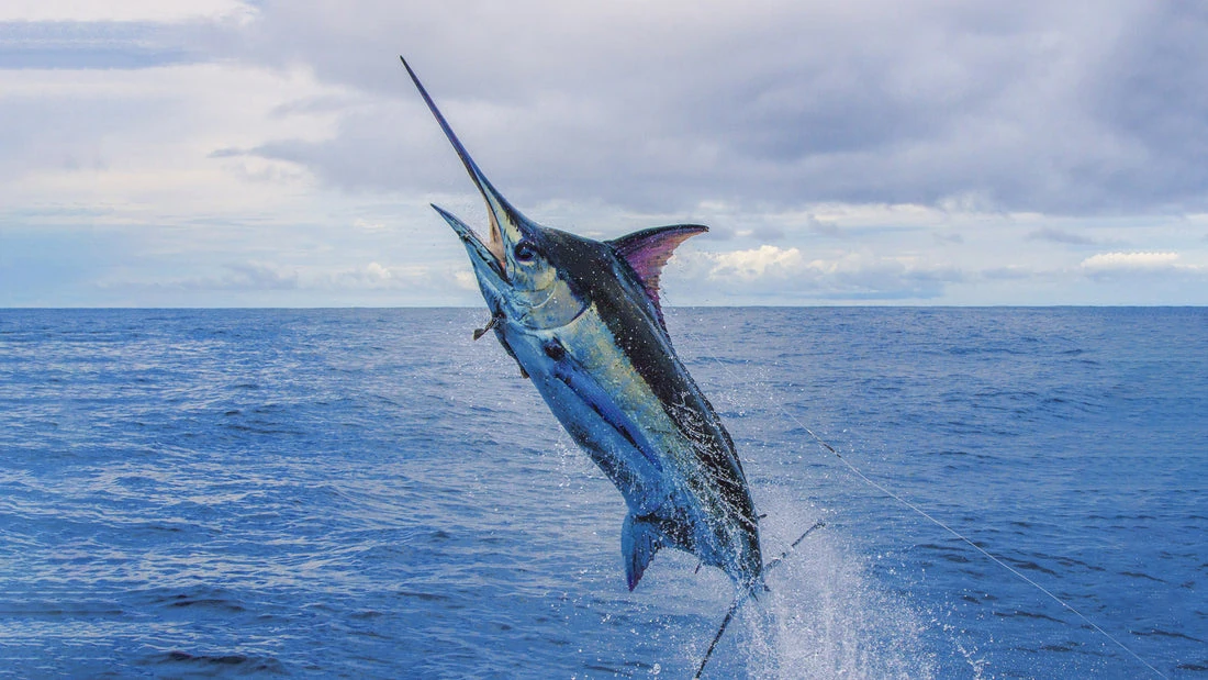 Atlantic Blue Marlin | GavenLovesAnimals' Animal Kindom Wiki | Fandom