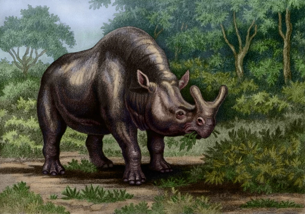 Brontotherium | GavenLovesAnimals' Animal Kindom Wiki | Fandom