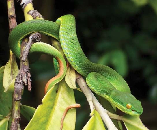 Chinese Green Tree Viper | GavenLovesAnimals' Animal Kindom Wiki | Fandom