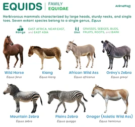 Equidae | GavenLovesAnimals' Animal Kindom Wiki | Fandom