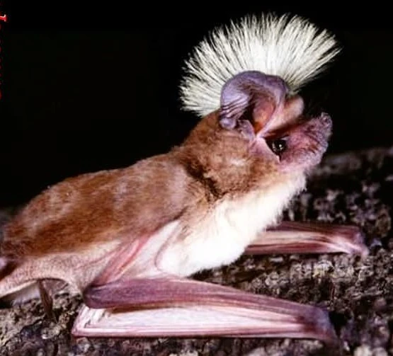 Chapin's Free-Tailed Bat | GavenLovesAnimals' Animal Kindom Wiki | Fandom