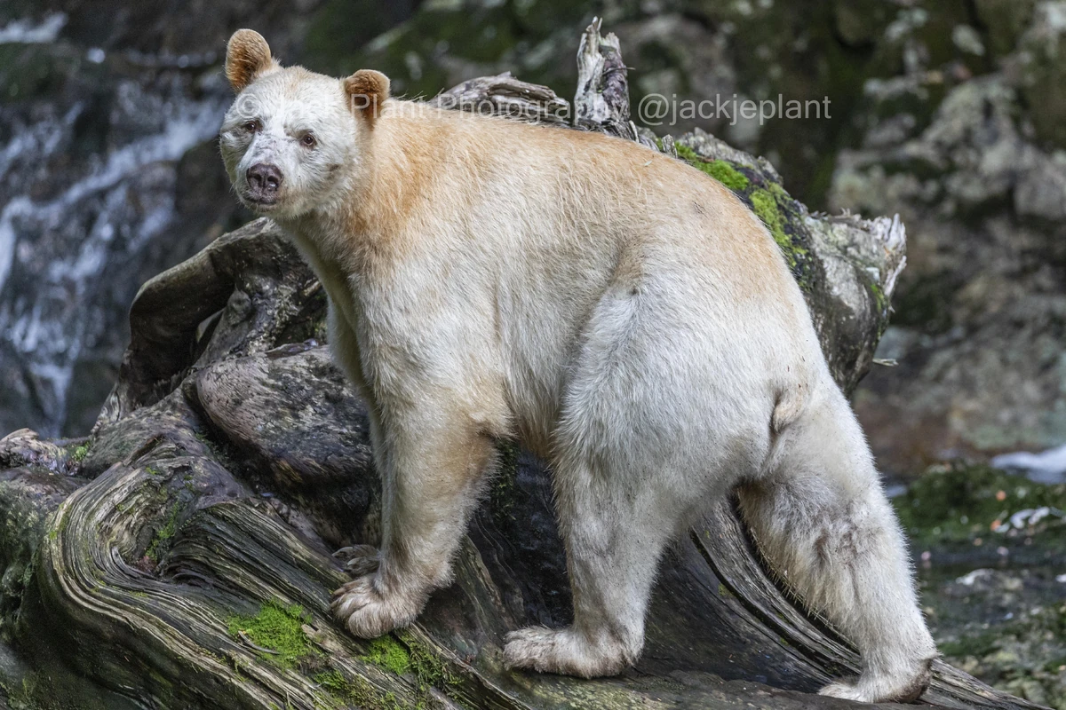 Kermode Bear | GavenLovesAnimals' Animal Kindom Wiki | Fandom