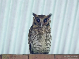 Maned Owl | GavenLovesAnimals' Animal Kindom Wiki | Fandom