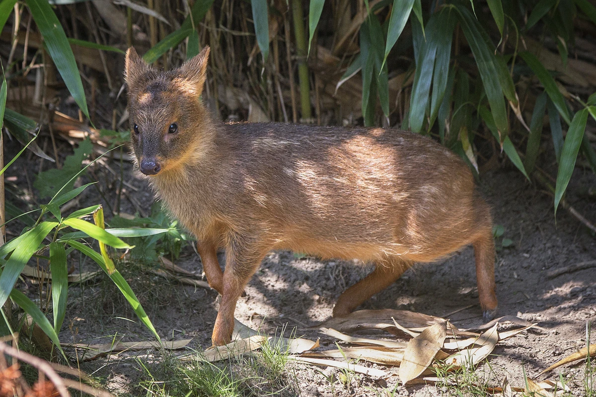 Southern Pudu | GavenLovesAnimals' Animal Kindom Wiki | Fandom