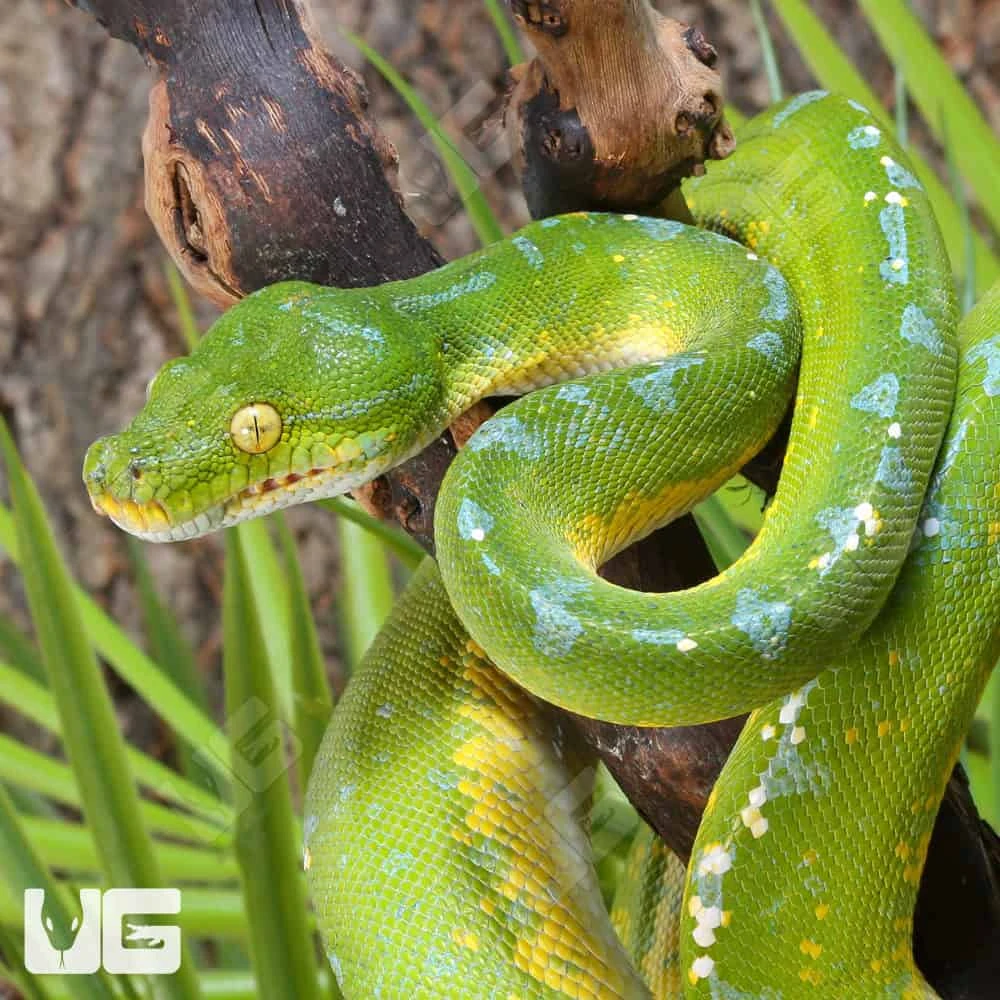 Green Tree Python | GavenLovesAnimals' Animal Kindom Wiki | Fandom