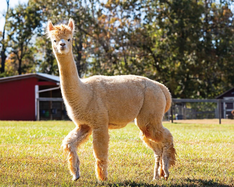 Alpaca | GavenLovesAnimals' Animal Kindom Wiki | Fandom
