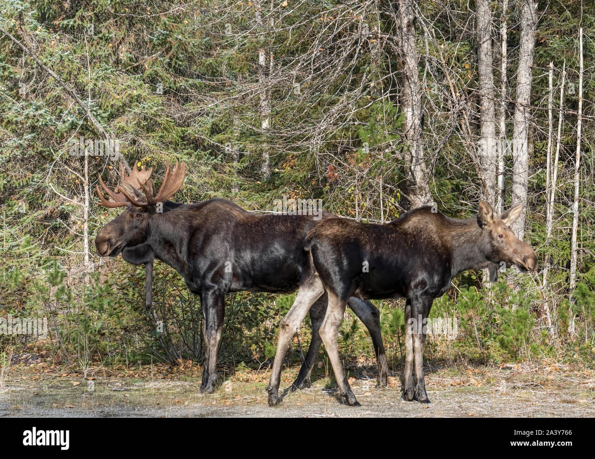 Eurasian Elk | GavenLovesAnimals' Animal Kindom Wiki | Fandom