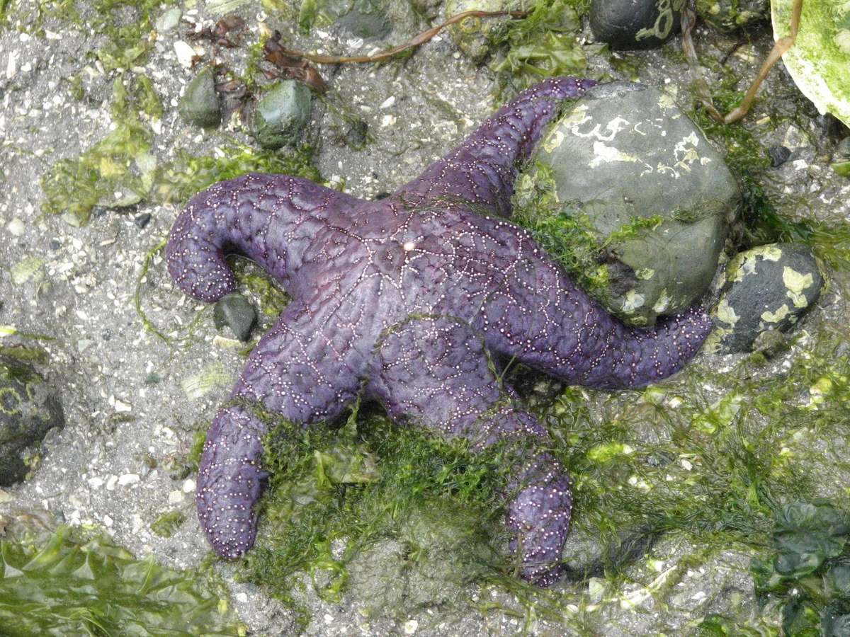 Ochre Sea Star | GavenLovesAnimals' Animal Kindom Wiki | Fandom