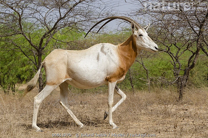 Scimitar-Horned Oryx | GavenLovesAnimals' Animal Kindom Wiki | Fandom