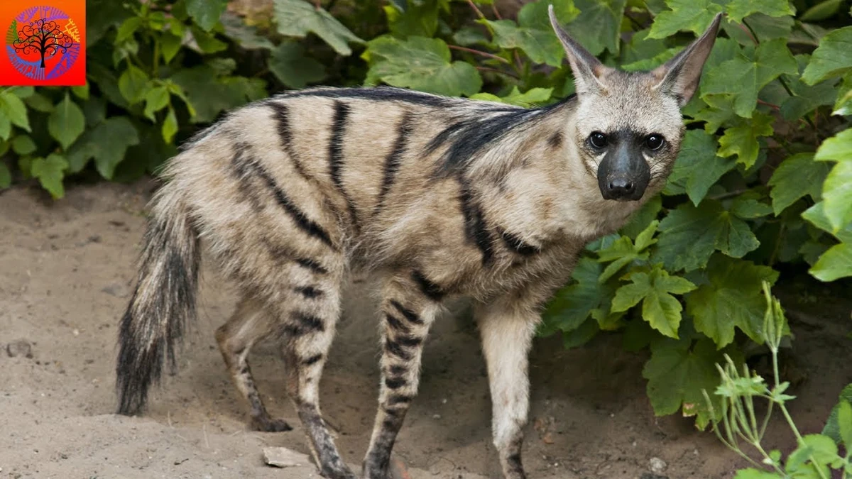 Aardwolf | GavenLovesAnimals' Animal Kindom Wiki | Fandom