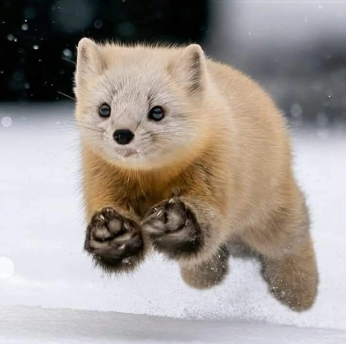 Japanese Marten | GavenLovesAnimals' Animal Kindom Wiki | Fandom