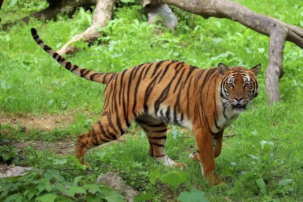 South China Tiger | GavenLovesAnimals' Animal Kindom Wiki | Fandom