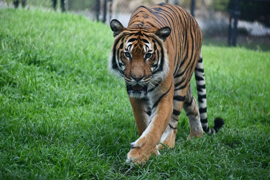Malayan Tiger | GavenLovesAnimals' Animal Kindom Wiki | Fandom
