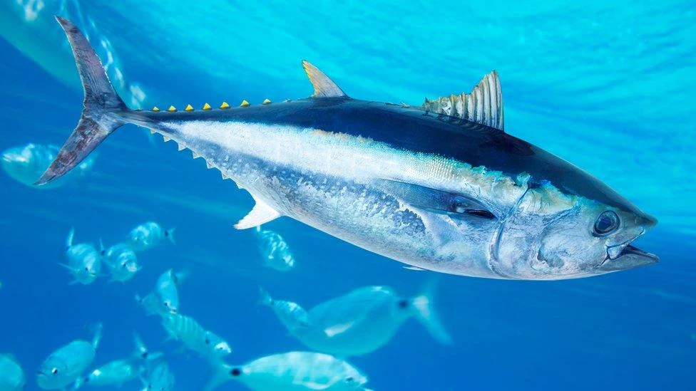 Atlantic Bluefin Tuna | GavenLovesAnimals' Animal Kindom Wiki | Fandom