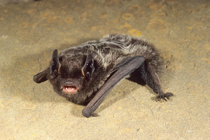 Silver-Haired Bat | GavenLovesAnimals' Animal Kindom Wiki | Fandom