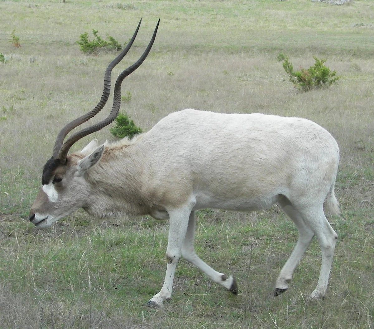 Addax | GavenLovesAnimals' Animal Kindom Wiki | Fandom