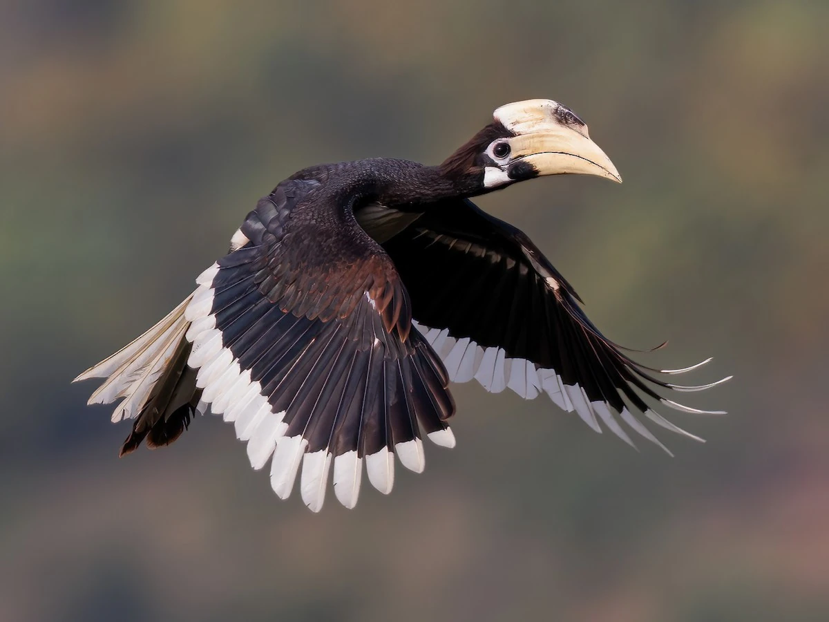 Malabar Peid Hornbill | GavenLovesAnimals' Animal Kindom Wiki | Fandom