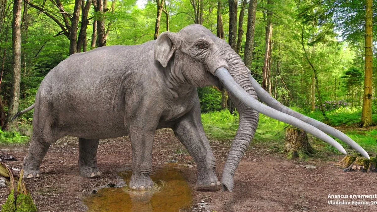 Stegodon | GavenLovesAnimals' Animal Kindom Wiki | Fandom